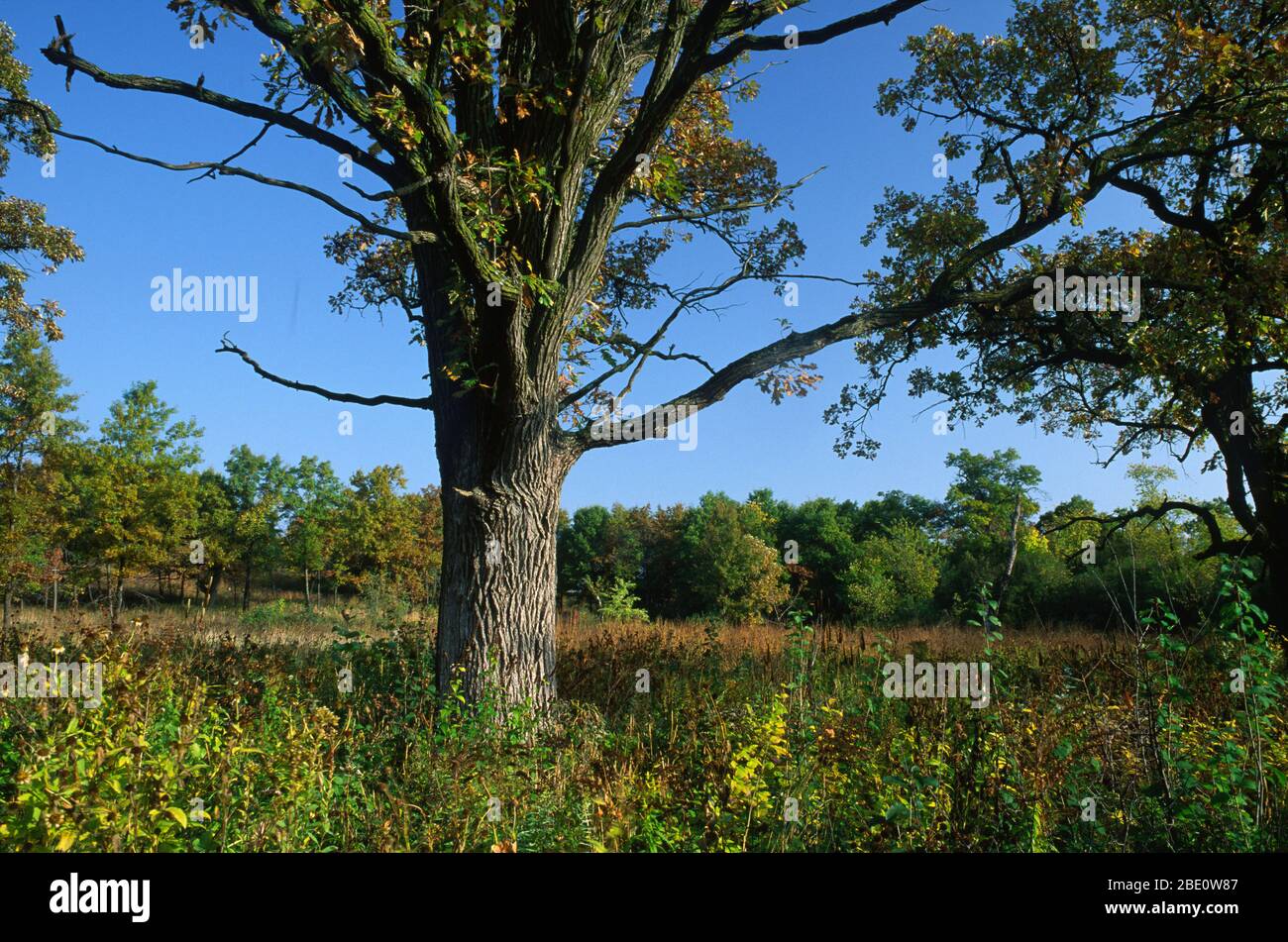 Oak savanna, Quarry Hill Park, Rochester, Minnesota Stock Photo - Alamy