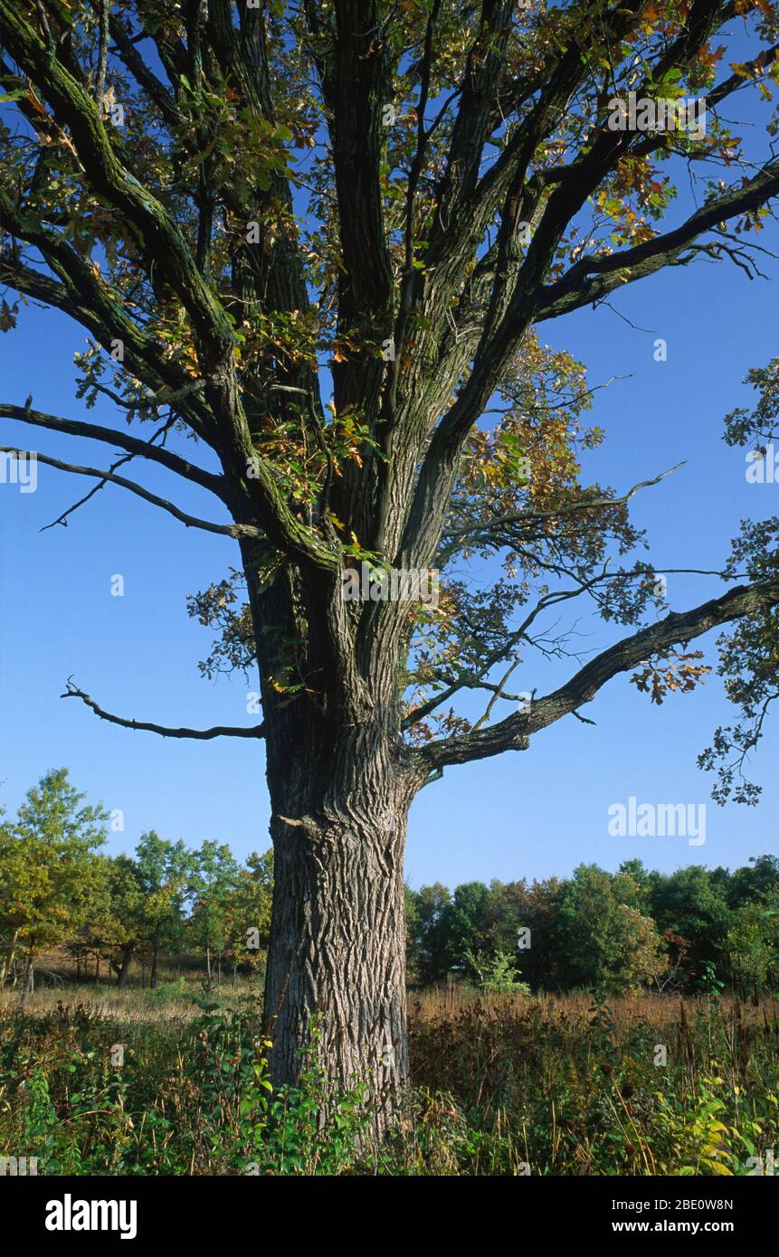 Oak savanna, Quarry Hill Park, Rochester, Minnesota Stock Photo - Alamy
