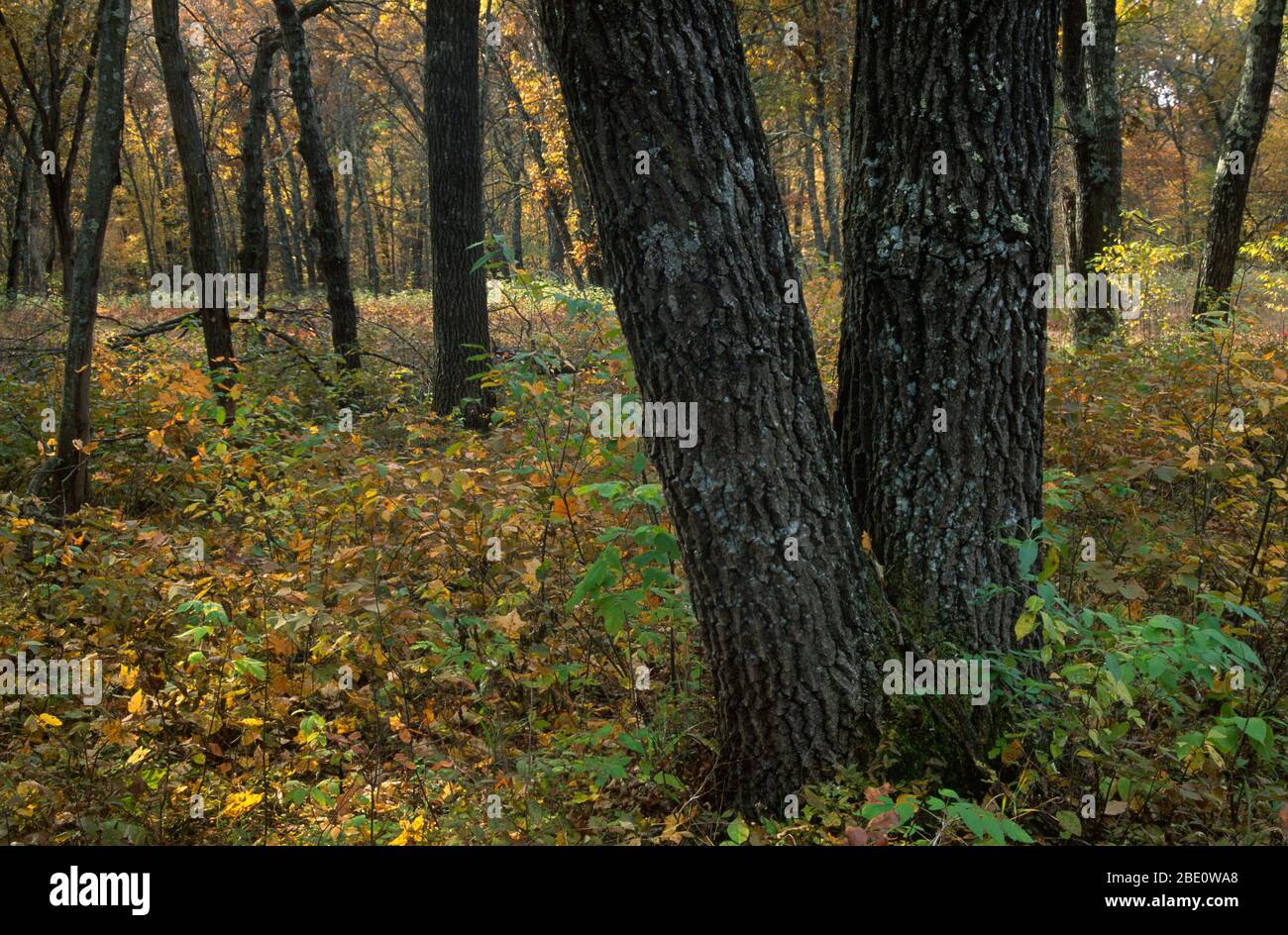 Deciduous oak forest, St Croix Wild & Scenic River, Wild River State ...