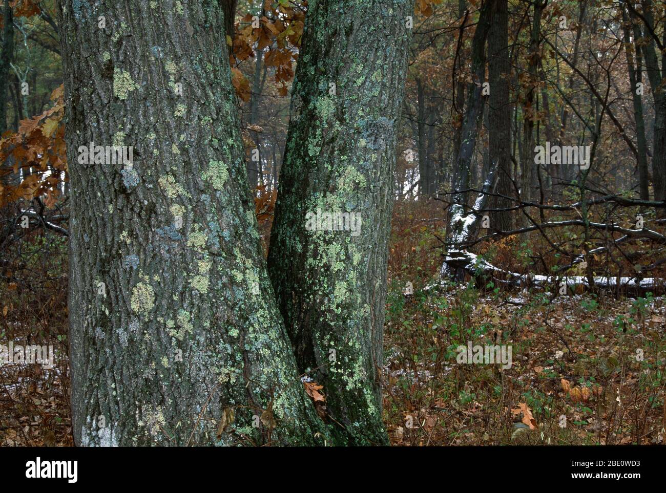 Edge oak forest hi-res stock photography and images - Alamy