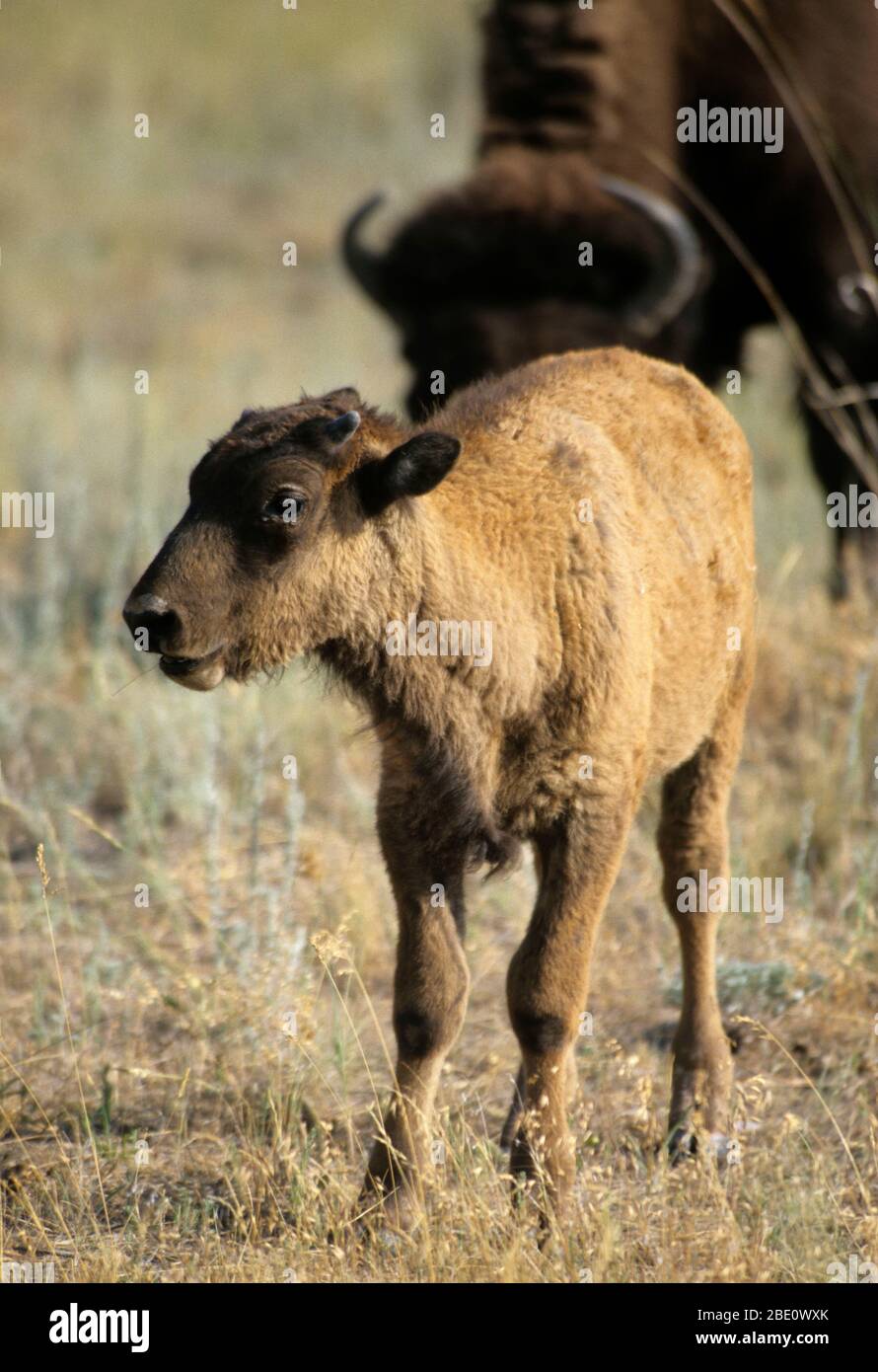 Bison range hi-res stock photography and images - Alamy