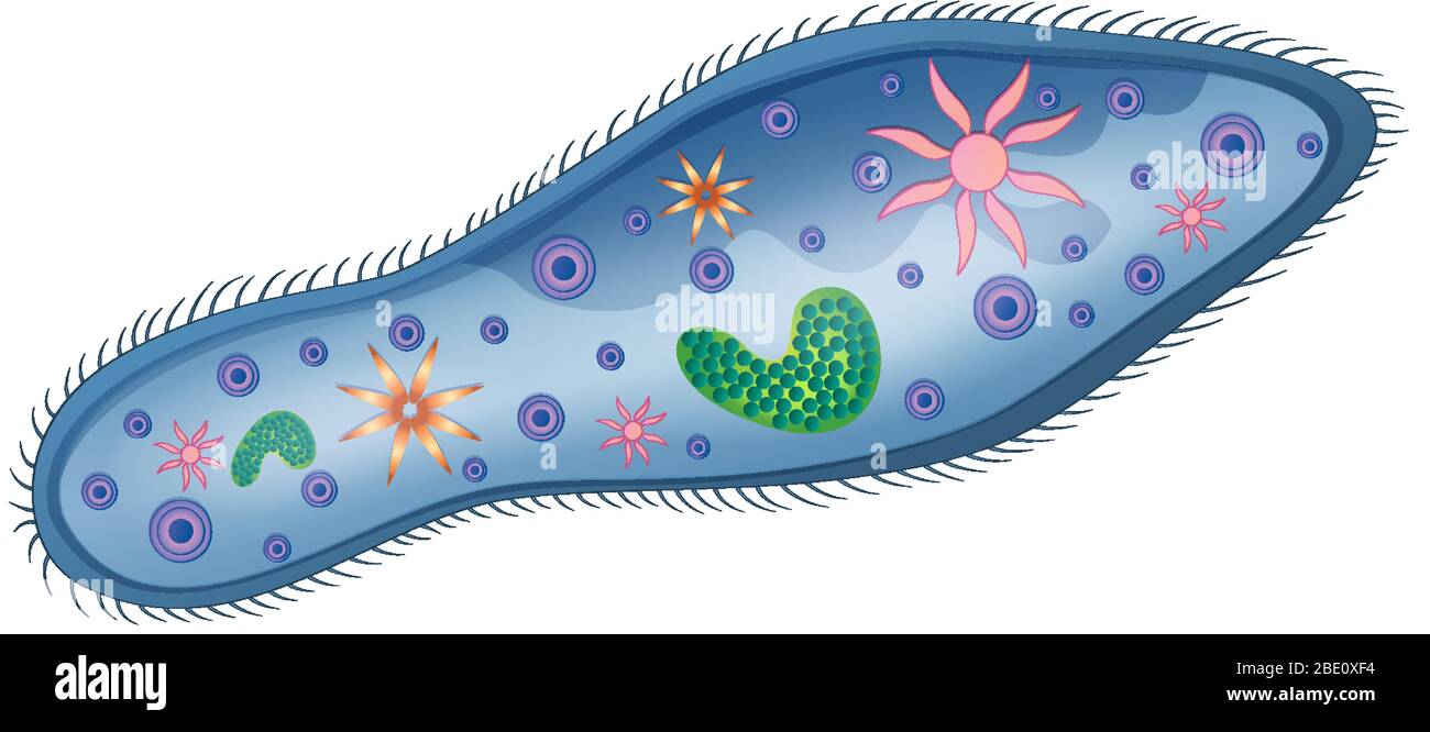 Close up virus cell on white background illustration Stock Vector Image ...