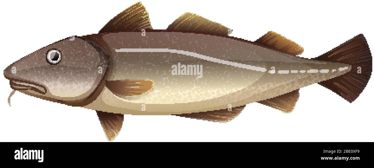 Brown fish on white background illustration Stock Vector Image & Art ...