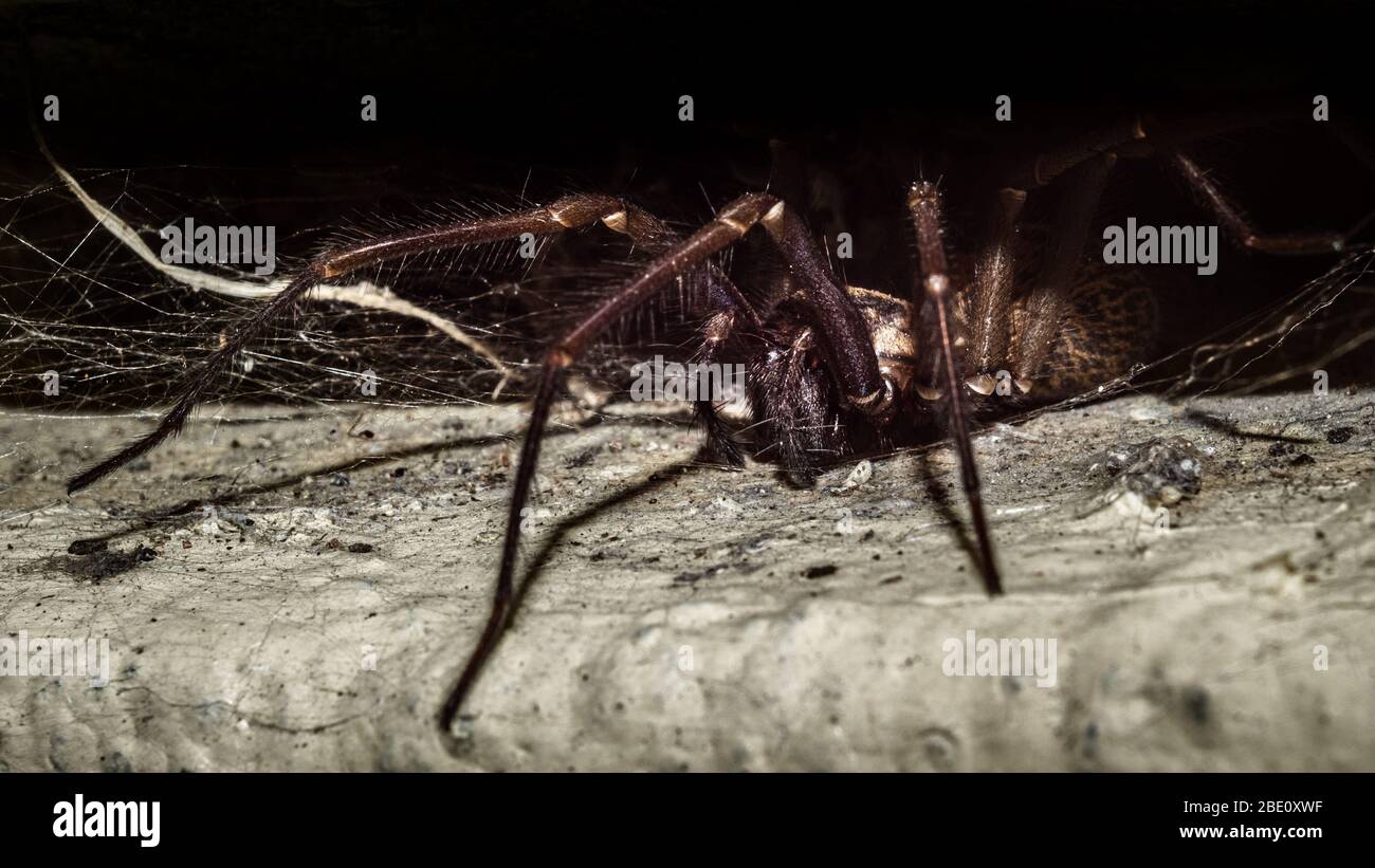 Creepy crawler hi-res stock photography and images - Alamy