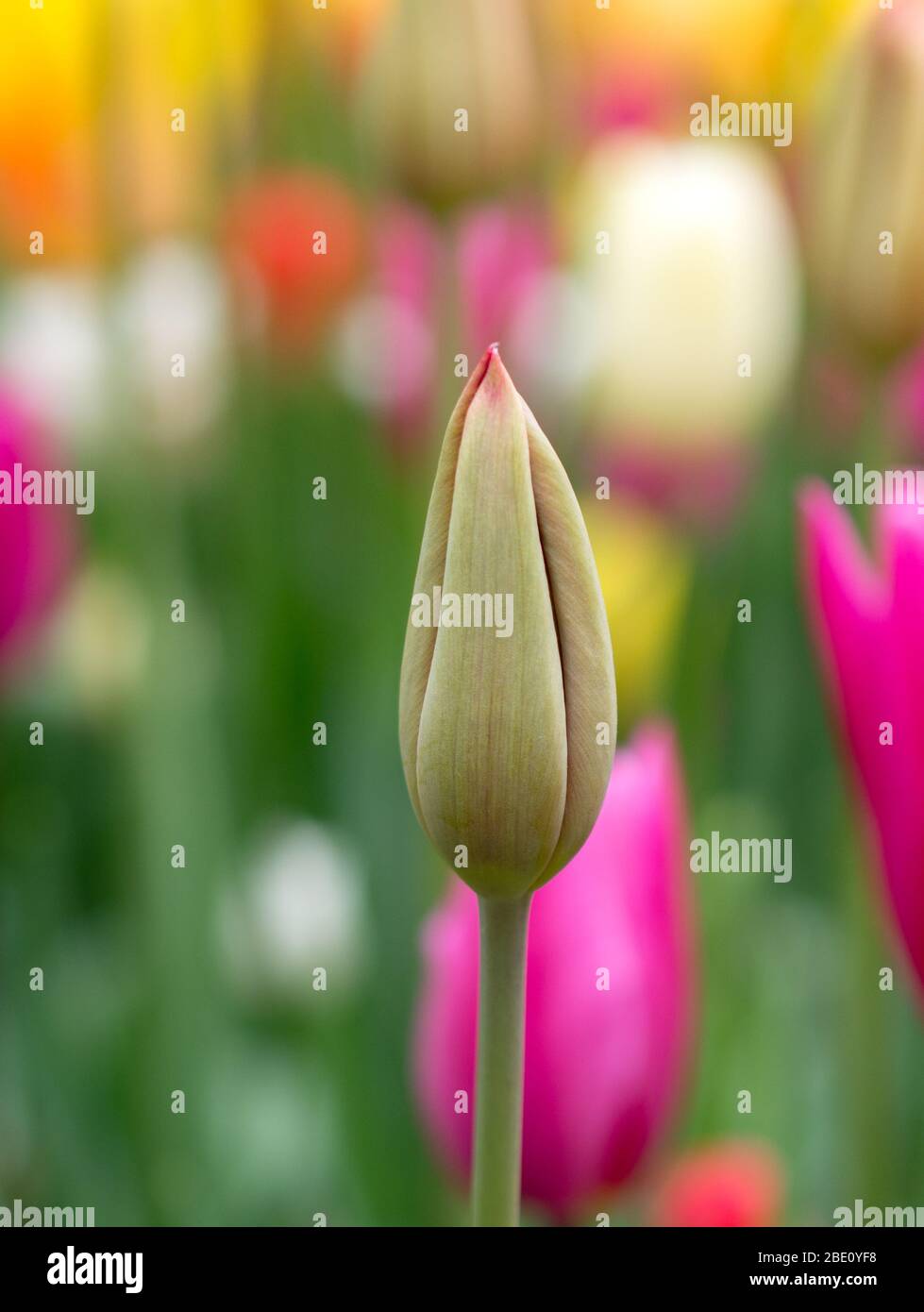 Outstanding colorful tulip flower bud bloom in the spring garden Stock ...