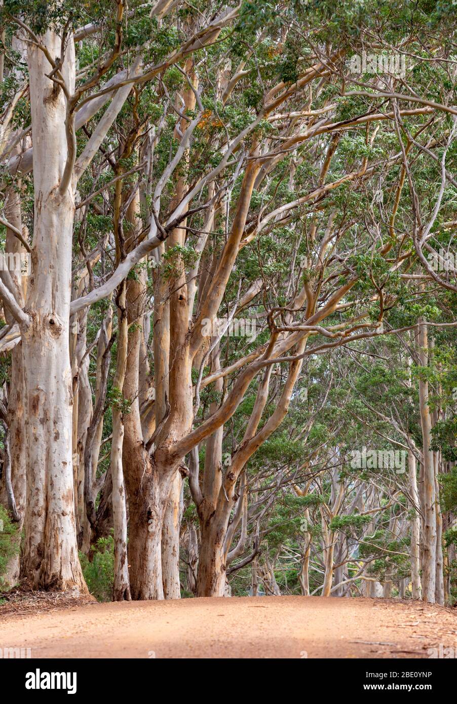Off-road track through tall trees in Western Australia Stock Photo - Alamy