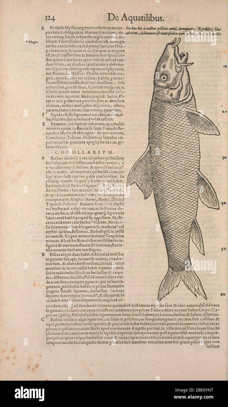 Historia animalium hi-res stock photography and images - Alamy