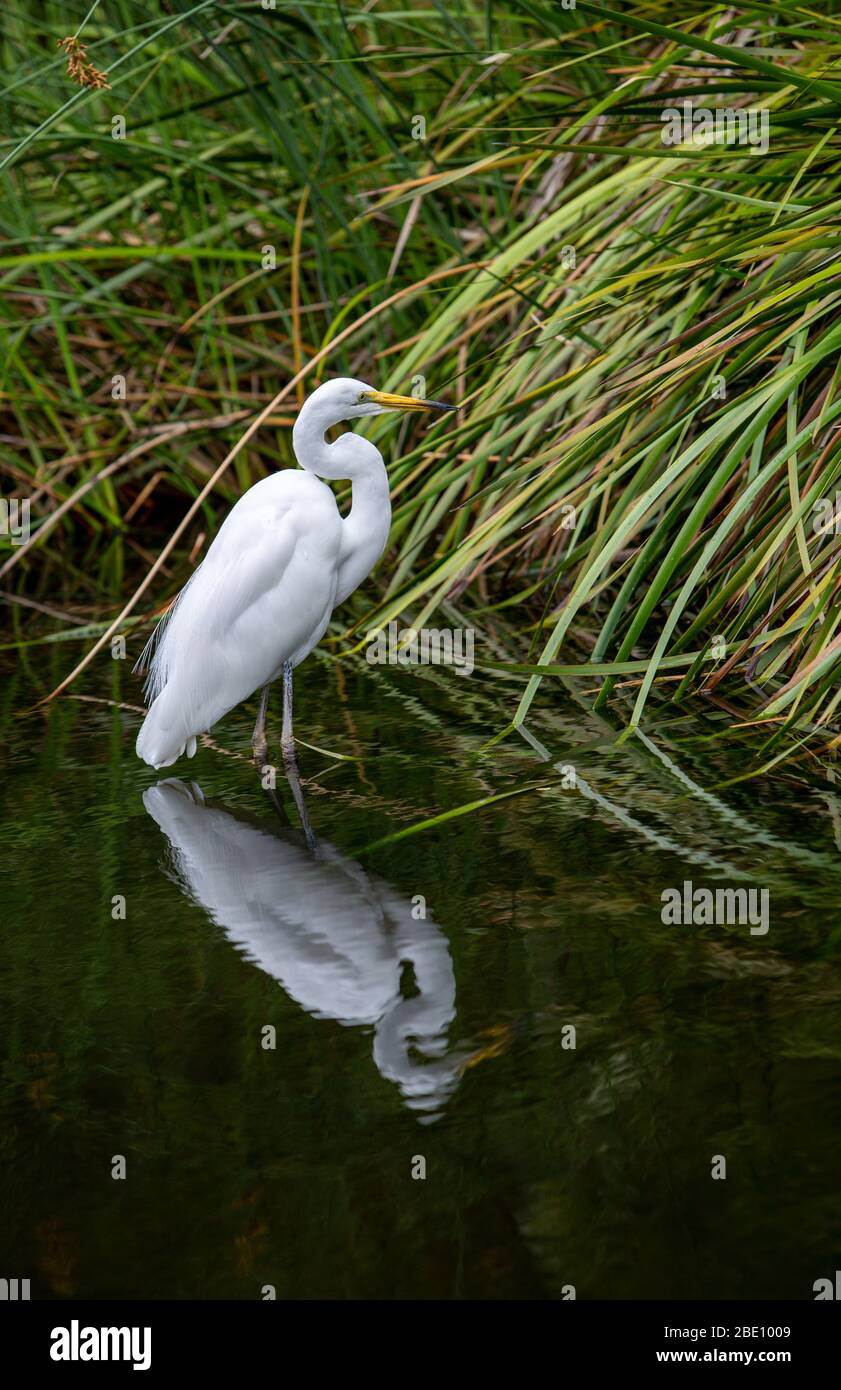 White heron in the water and reeds with reflection Stock Photo - Alamy