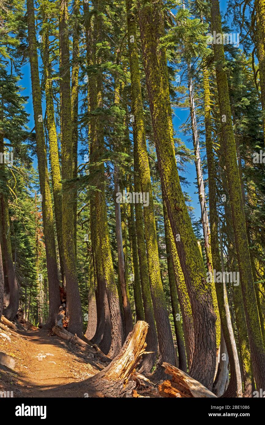 Tall pines hi-res stock photography and images - Alamy