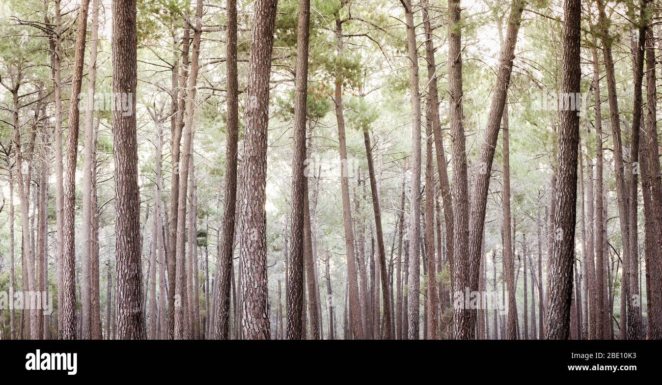 Pine trees in the Yellagonga Pine Forest, Perth, Western Australia ...