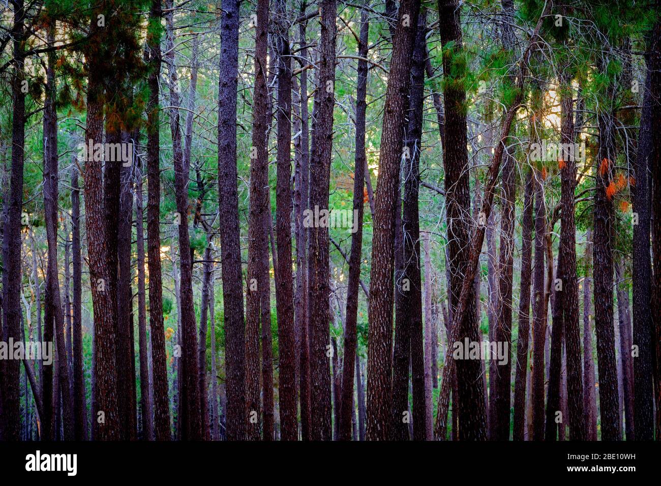 Pine trees in the Yellagonga Pine Forest, Perth, Western Australia ...