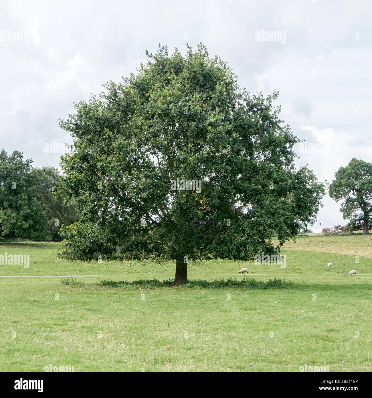 Lone tree in farm field hi-res stock photography and images - Alamy