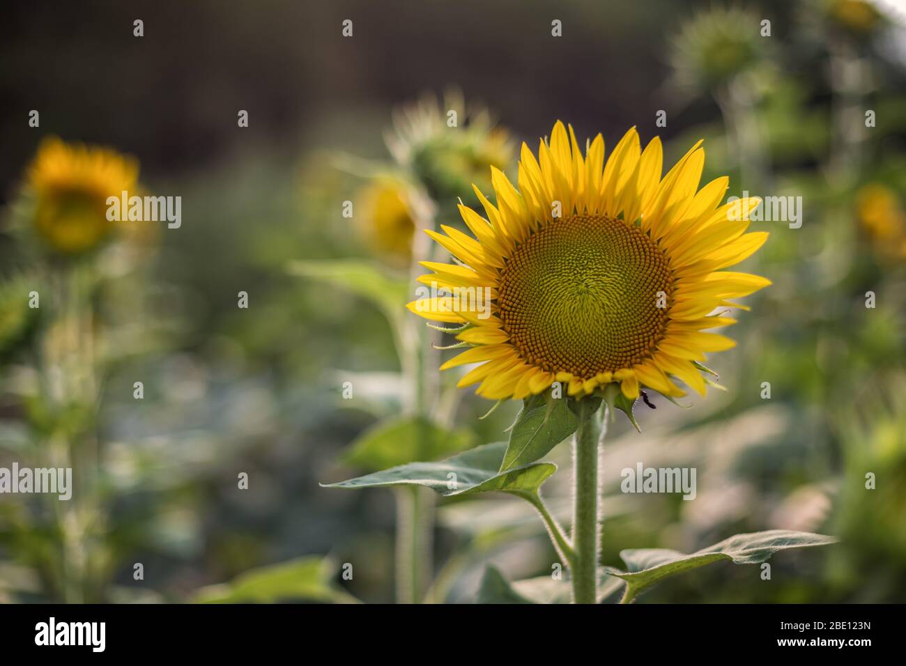 A Portrait of a Sunflower Stock Photo - Alamy