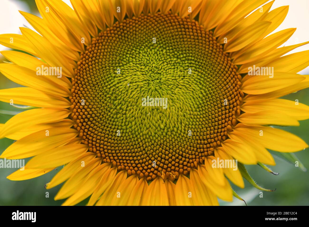 Details of a Sunflower Stock Photo - Alamy