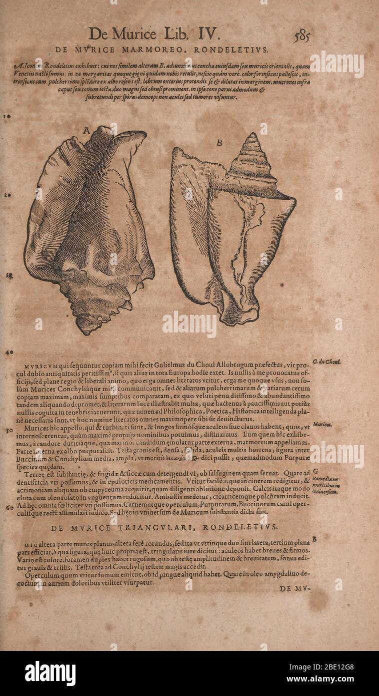 Historia animalium ("History of the Animals"), published in 1551–1558 ...