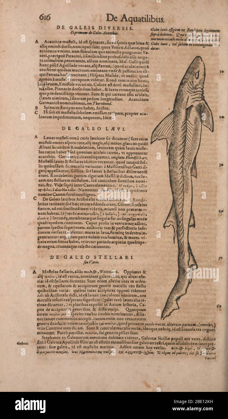 Historia animalium ("History of the Animals"), published in 1551–1558 ...