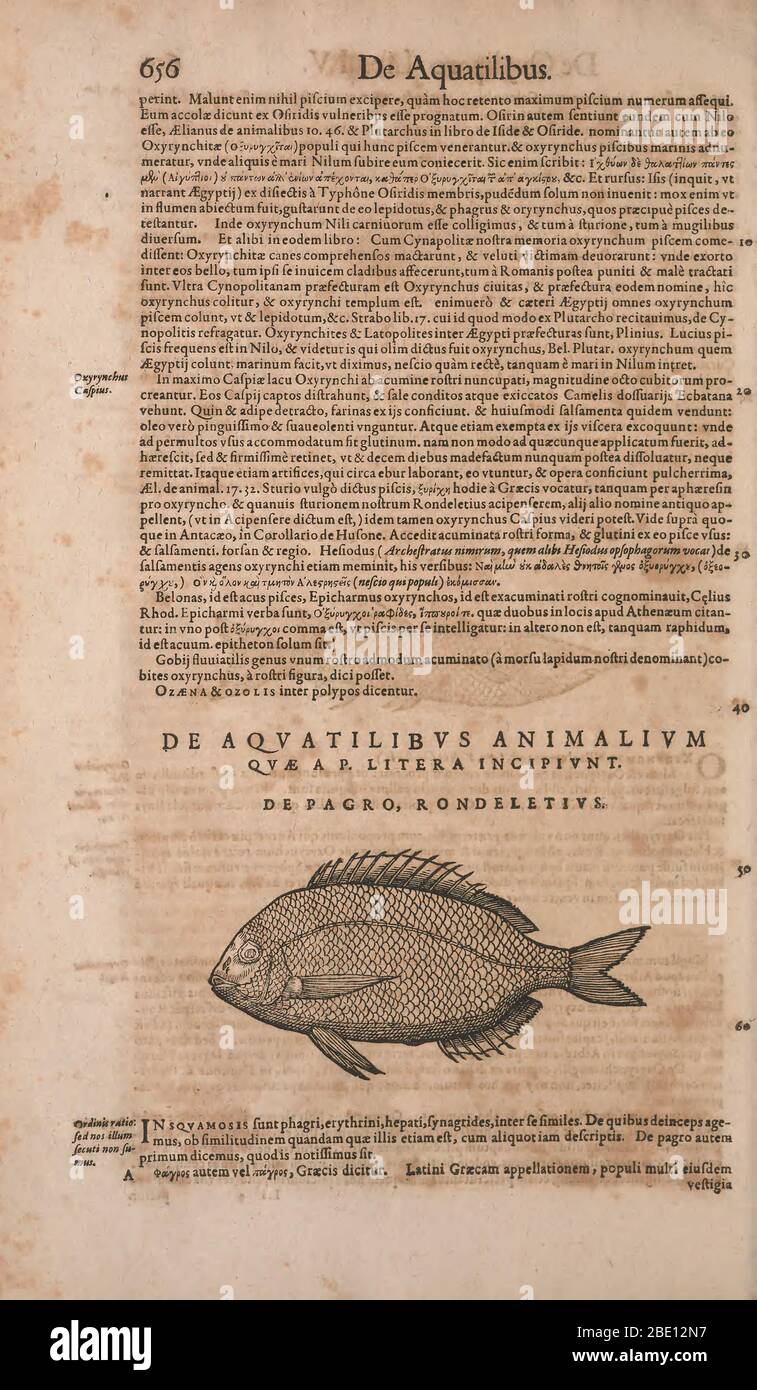 Historia animalium ("History of the Animals"), published in 1551–1558 ...