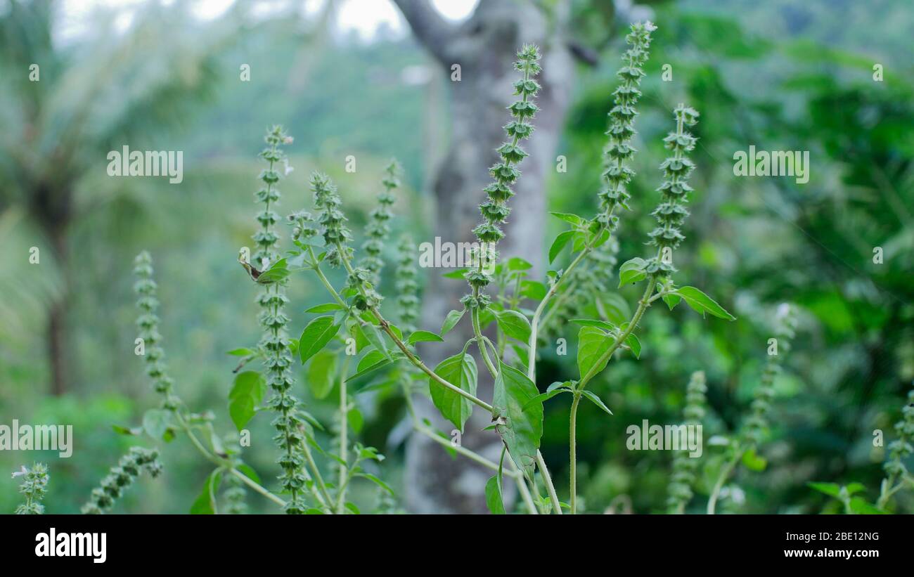 Fresh basil flowers buds in the garden Stock Photo - Alamy