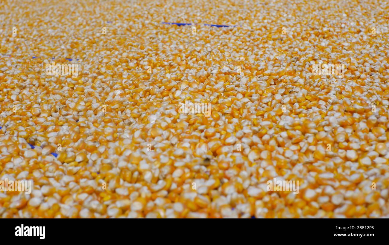 Sun dried maize hi-res stock photography and images - Alamy