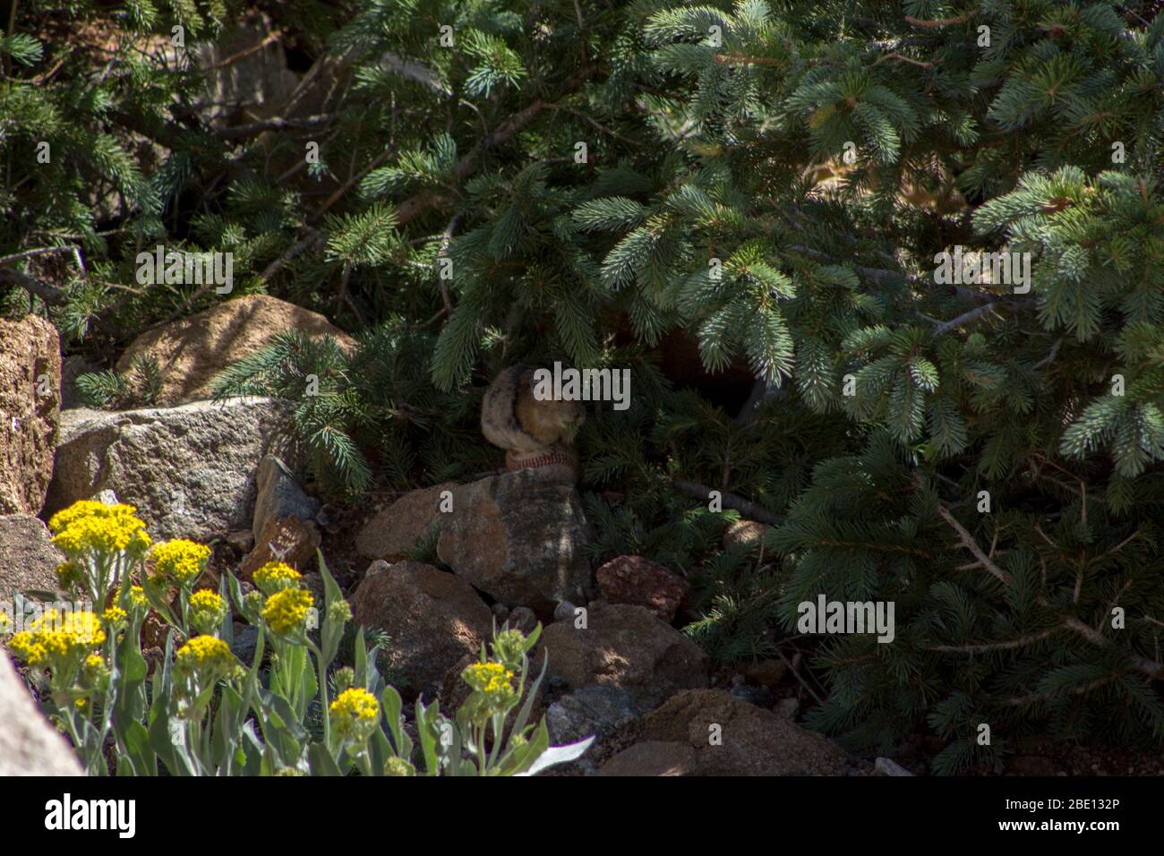 Rocky Mountain Pika hidden on a Baseball Stock Photo - Alamy