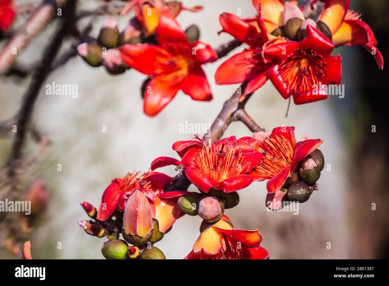 Kapok flower hi-res stock photography and images - Alamy