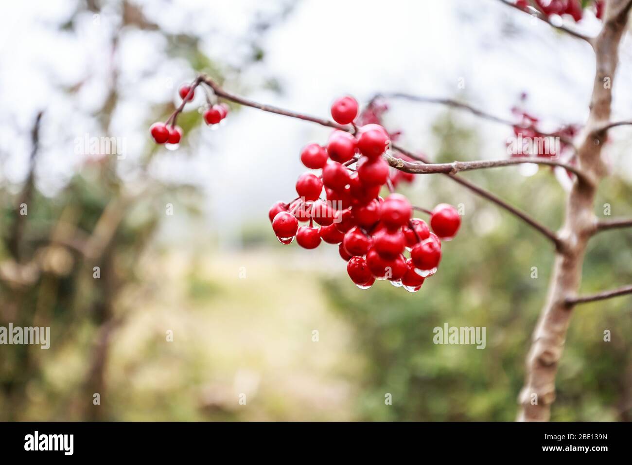 After fruit hi-res stock photography and images - Alamy
