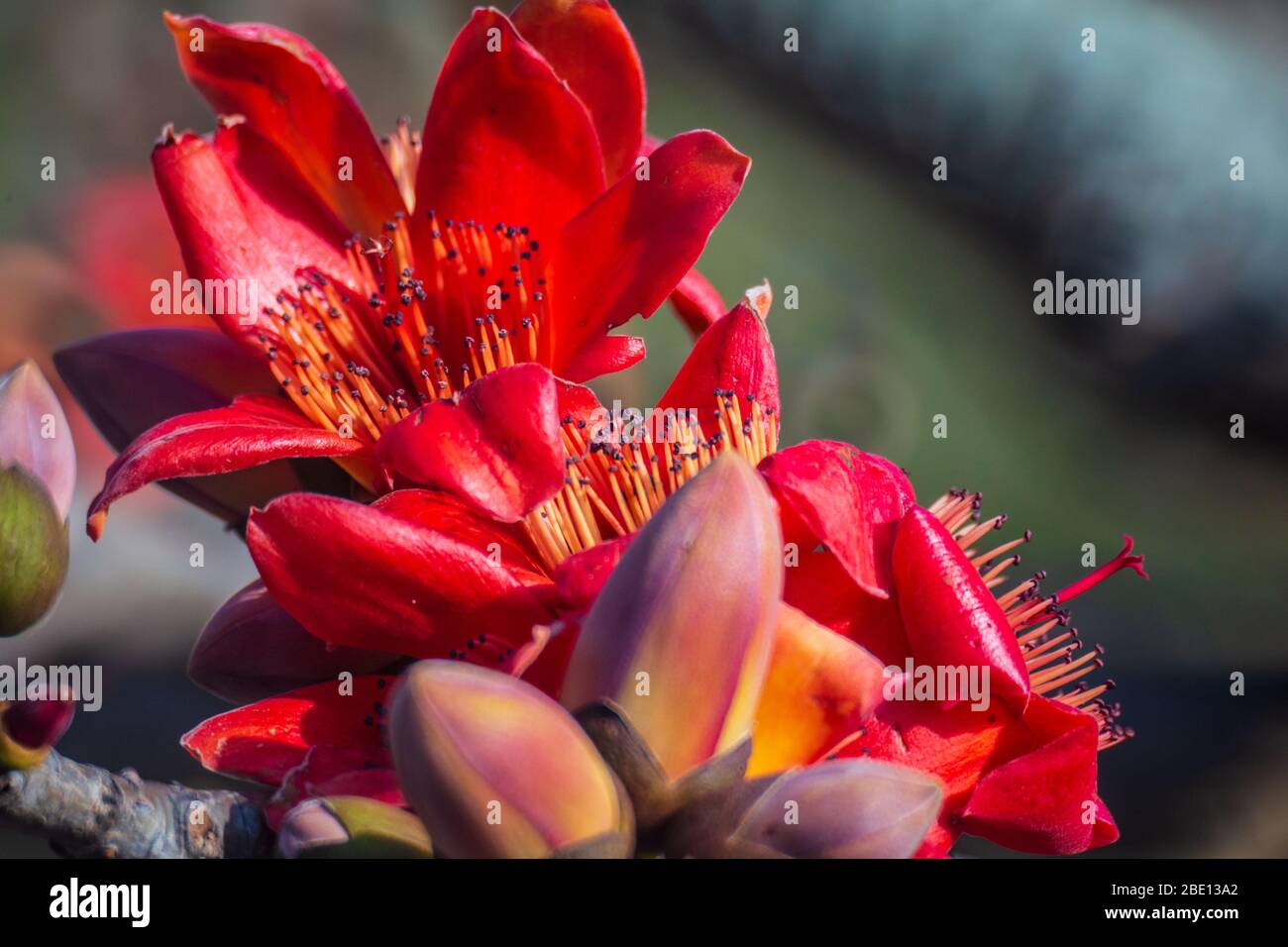 Fire red Kapok flower in Hong Kong Stock Photo - Alamy