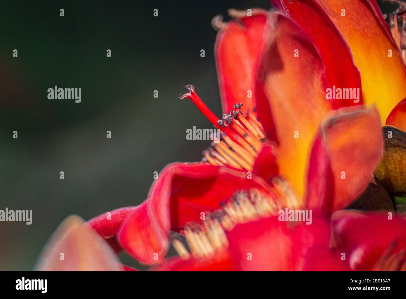 Fire red Kapok flower in Hong Kong Stock Photo - Alamy