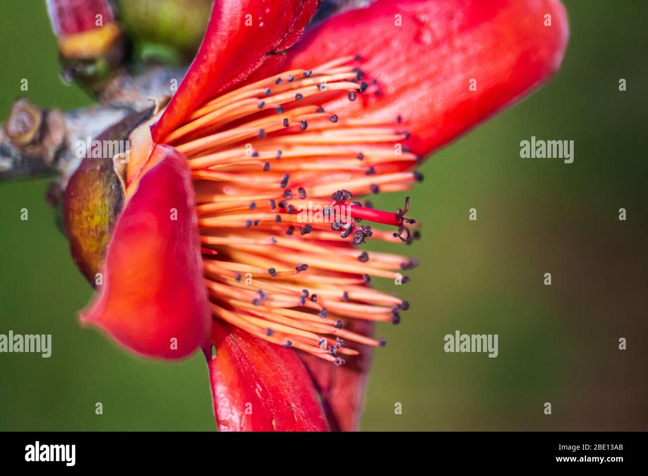 Fire red Kapok flower in Hong Kong Stock Photo - Alamy