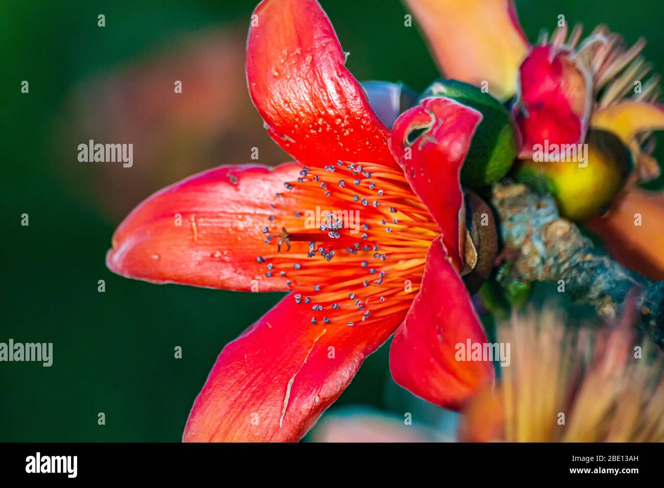 Fire red Kapok flower in Hong Kong Stock Photo - Alamy