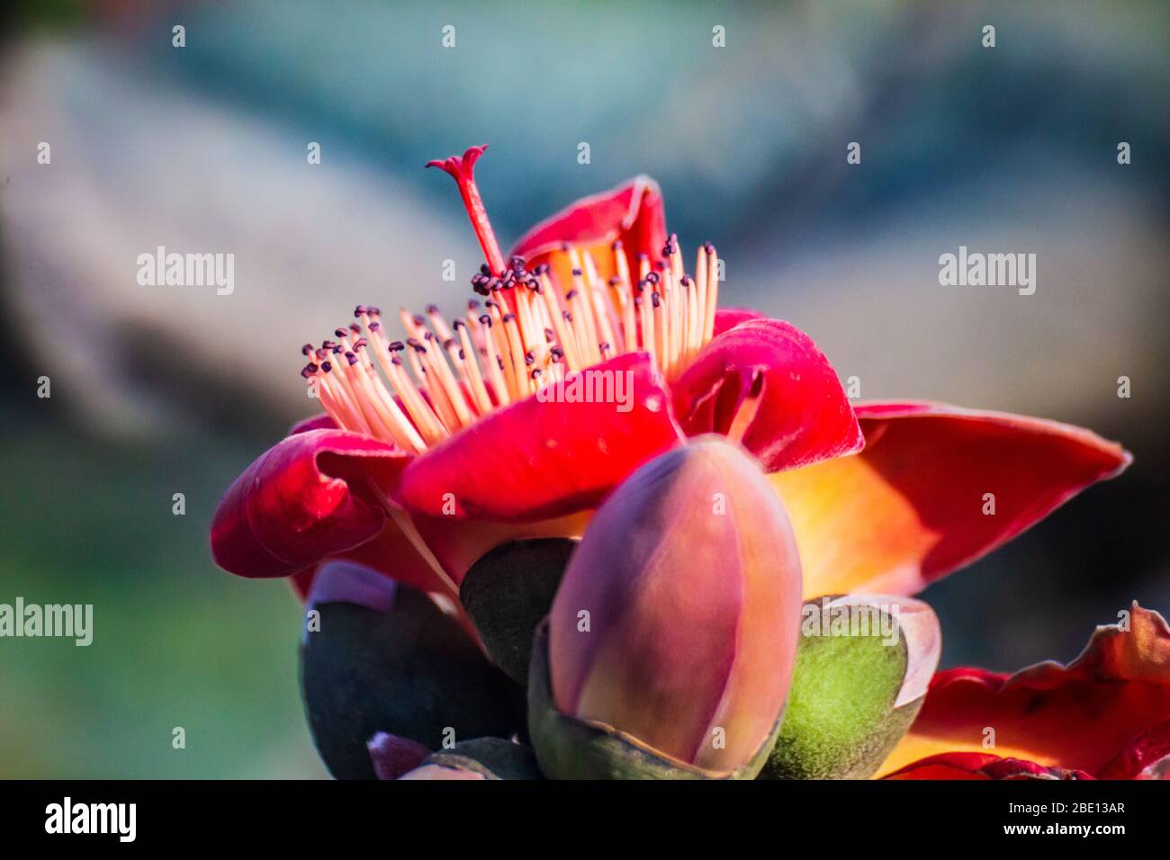 Fire red Kapok flower in Hong Kong Stock Photo - Alamy