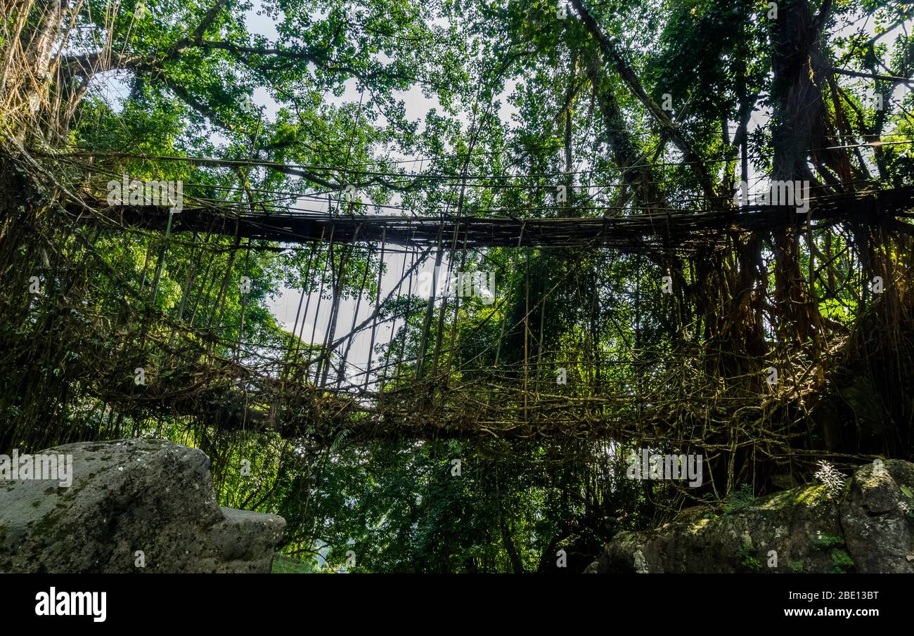 Double decker living root bridge at kudengrim west jaintia hills ...