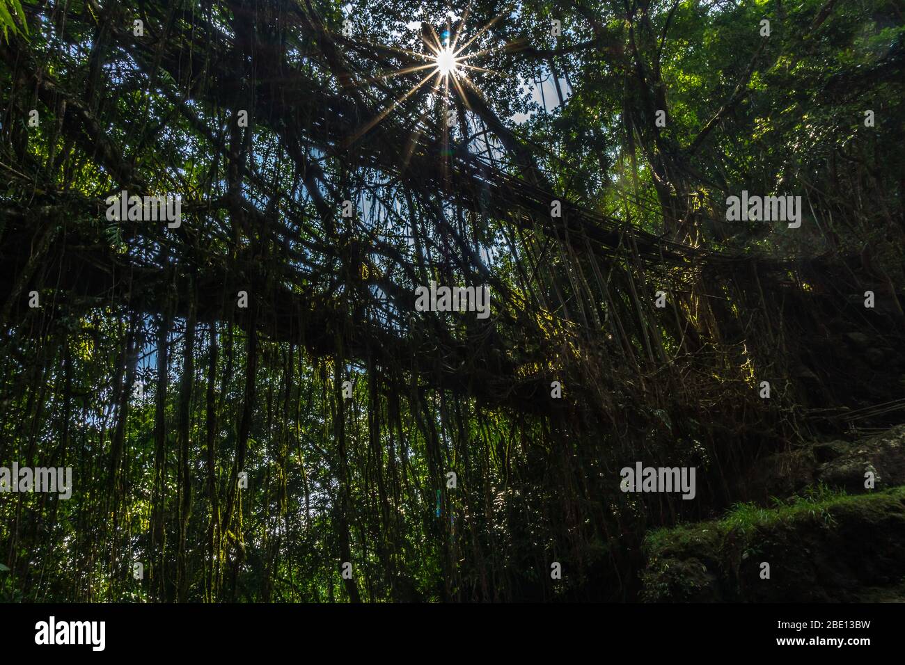 Double decker living root bridge at kudengrim west jaintia hills ...