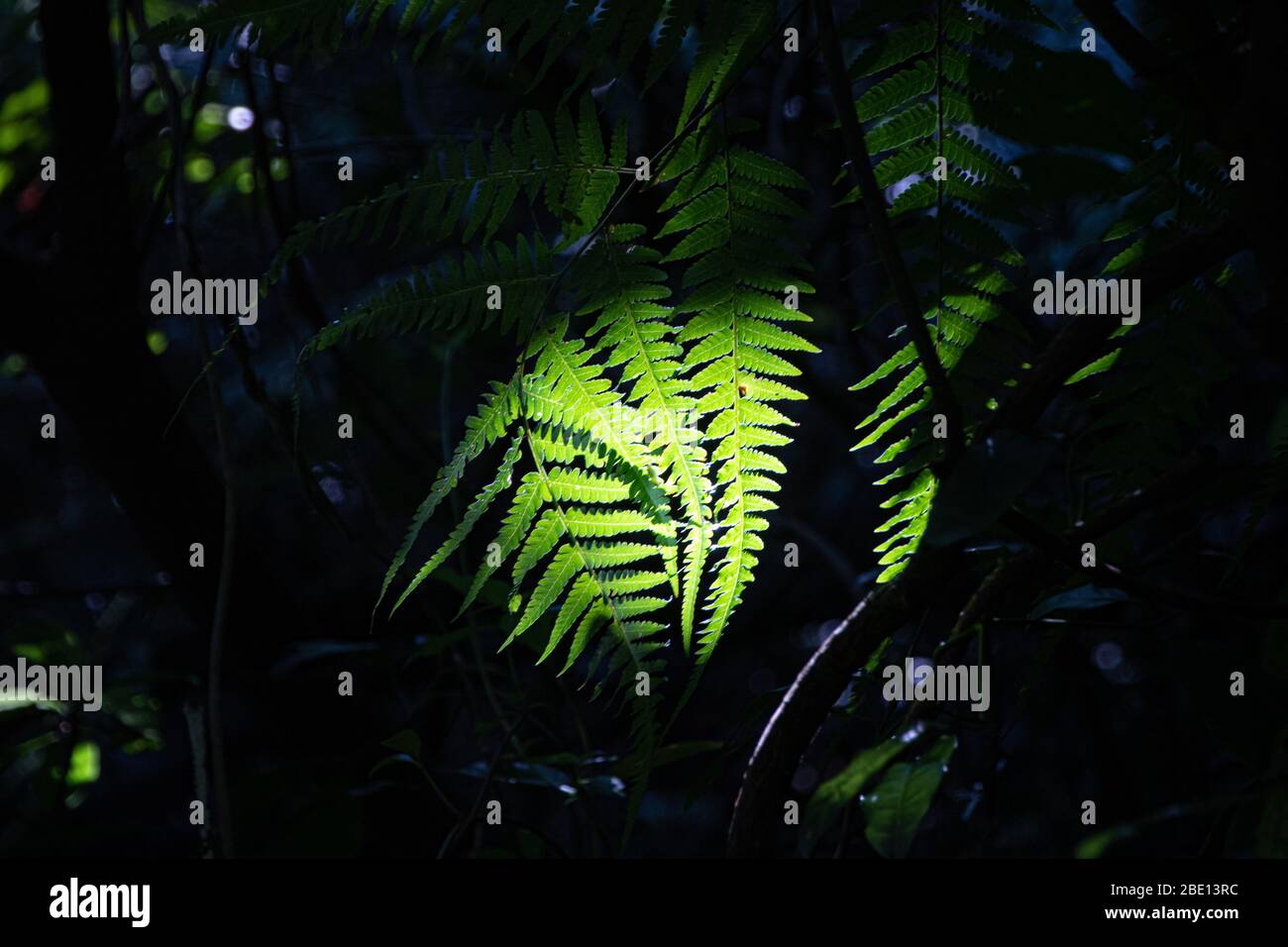 Sunlight passing through a fern Stock Photo - Alamy Sunlight passing through a fern Stock Photo - Alamy