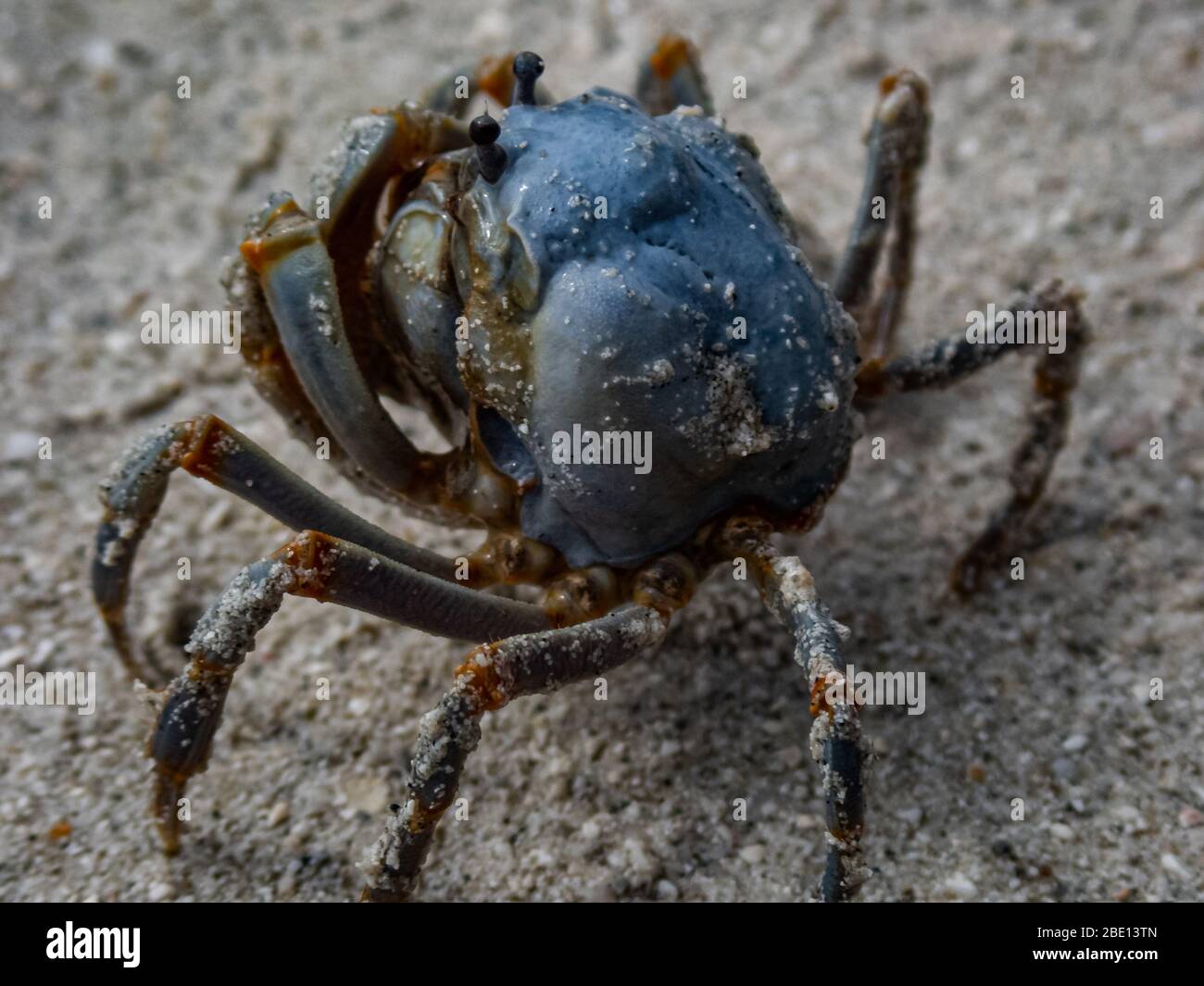 Macro shot of a blue soldier crab (Mictyris longicarpus) burying itself ...