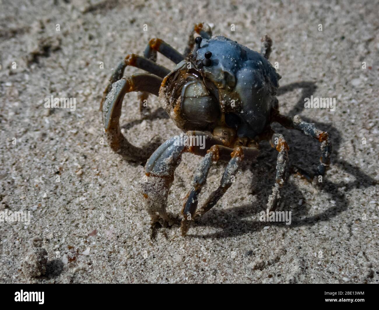 Macro shot of a blue soldier crab (Mictyris longicarpus) burying itself ...