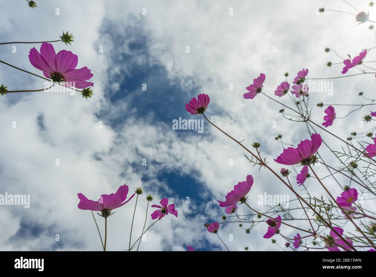 Spring flowers bhutan hi-res stock photography and images - Alamy