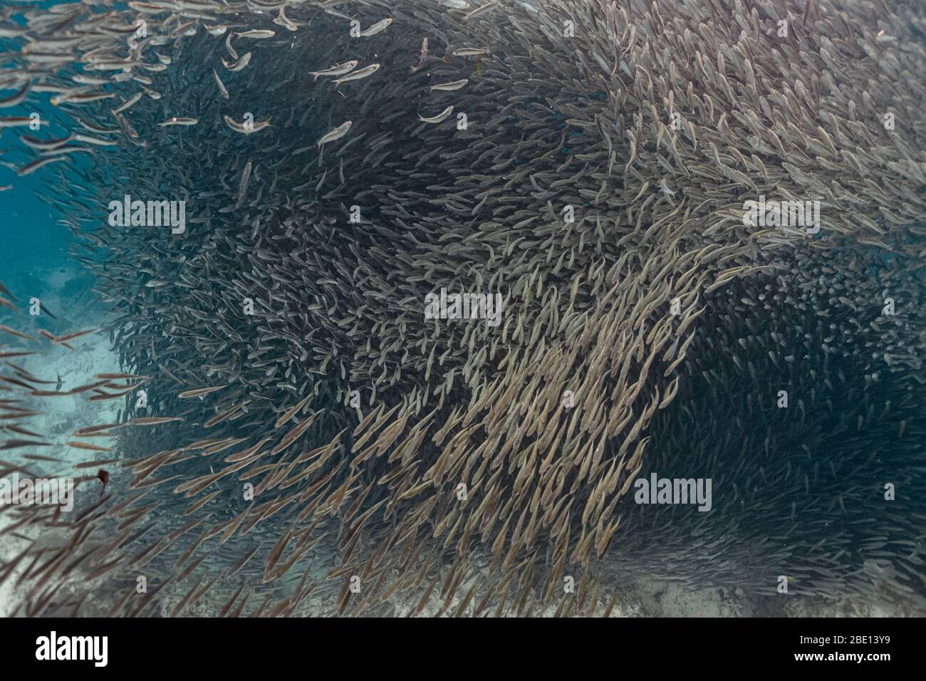 Massive school of fish in the shallow reef of Panagsama beach, Moalboal ...