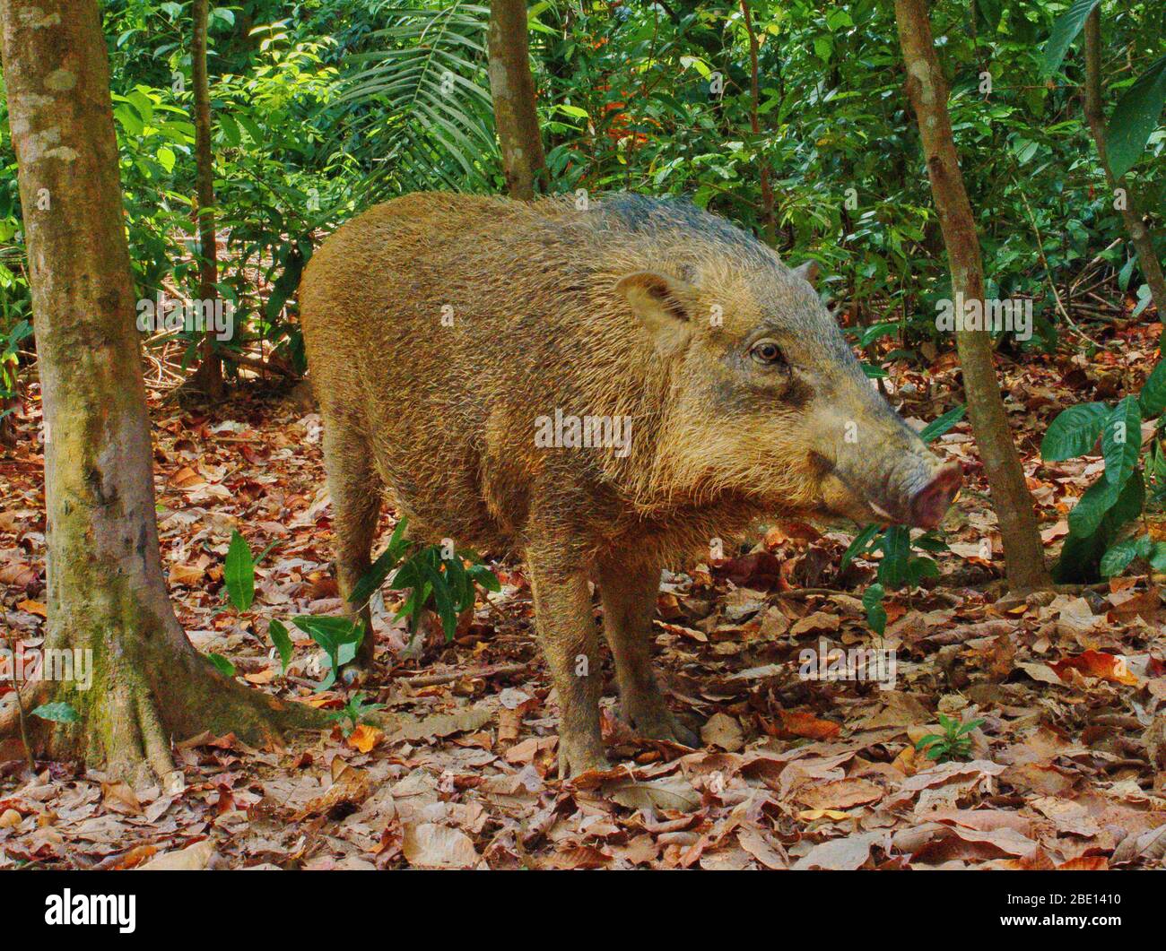 A wild boar can be spotted in the forest at Pulau Ubin island of ...