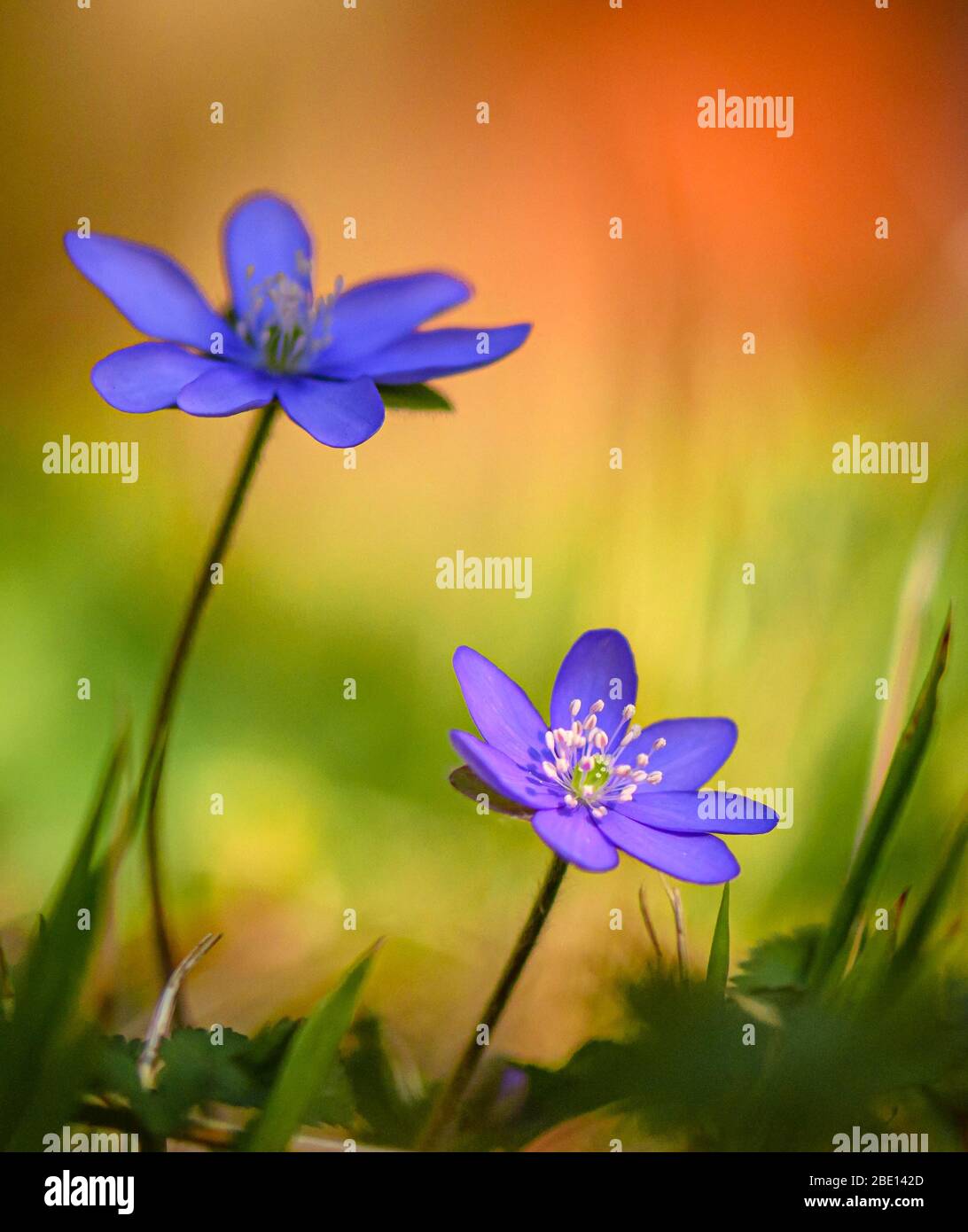 Blue Liverwort (Hepatica nobilis), Bavaria, Germany Stock Photo - Alamy