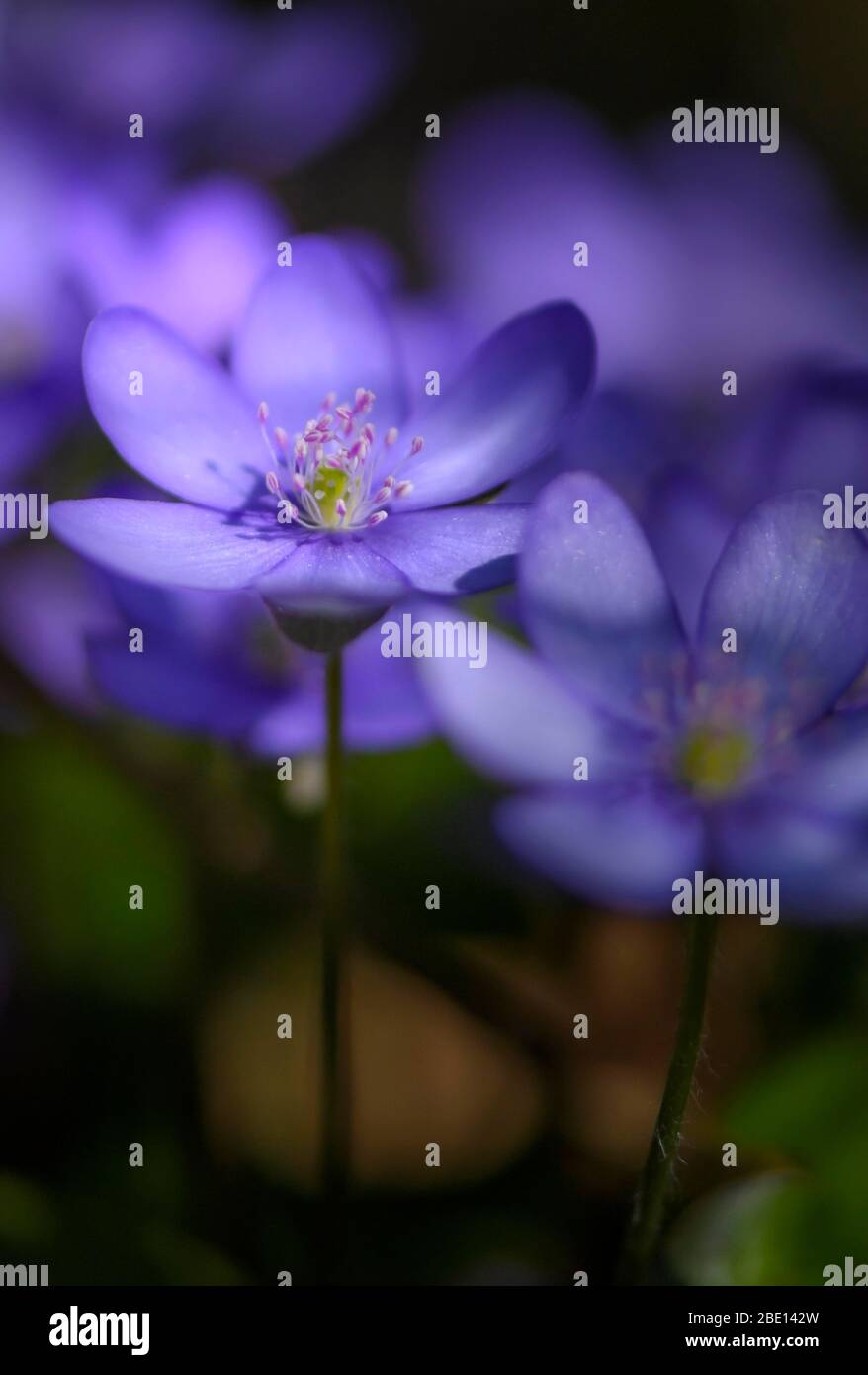 Blue Liverwort (Hepatica nobilis), Bavaria, Germany Stock Photo - Alamy