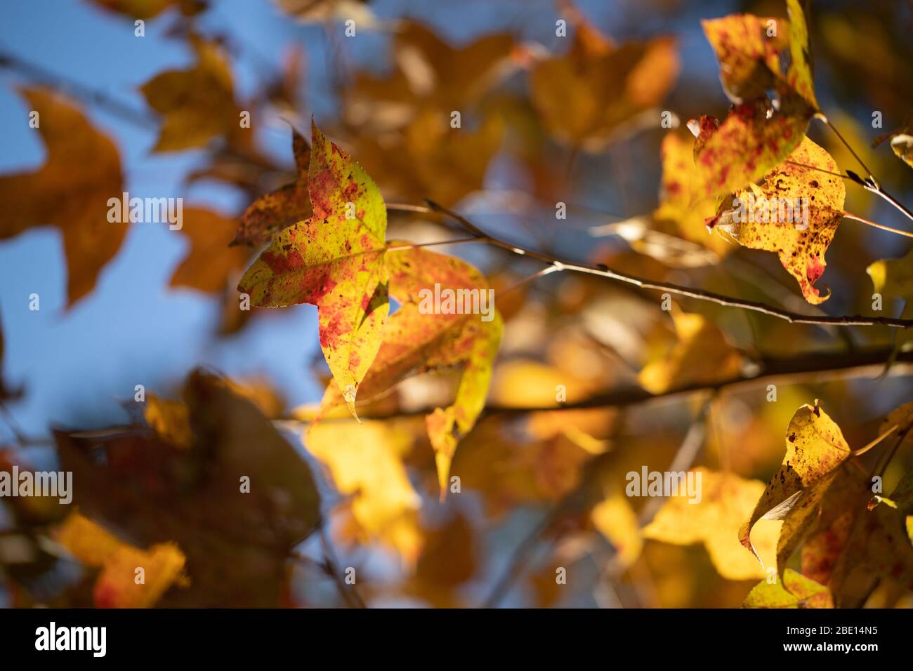 Red leaf turning red on tree Stock Photo - Alamy