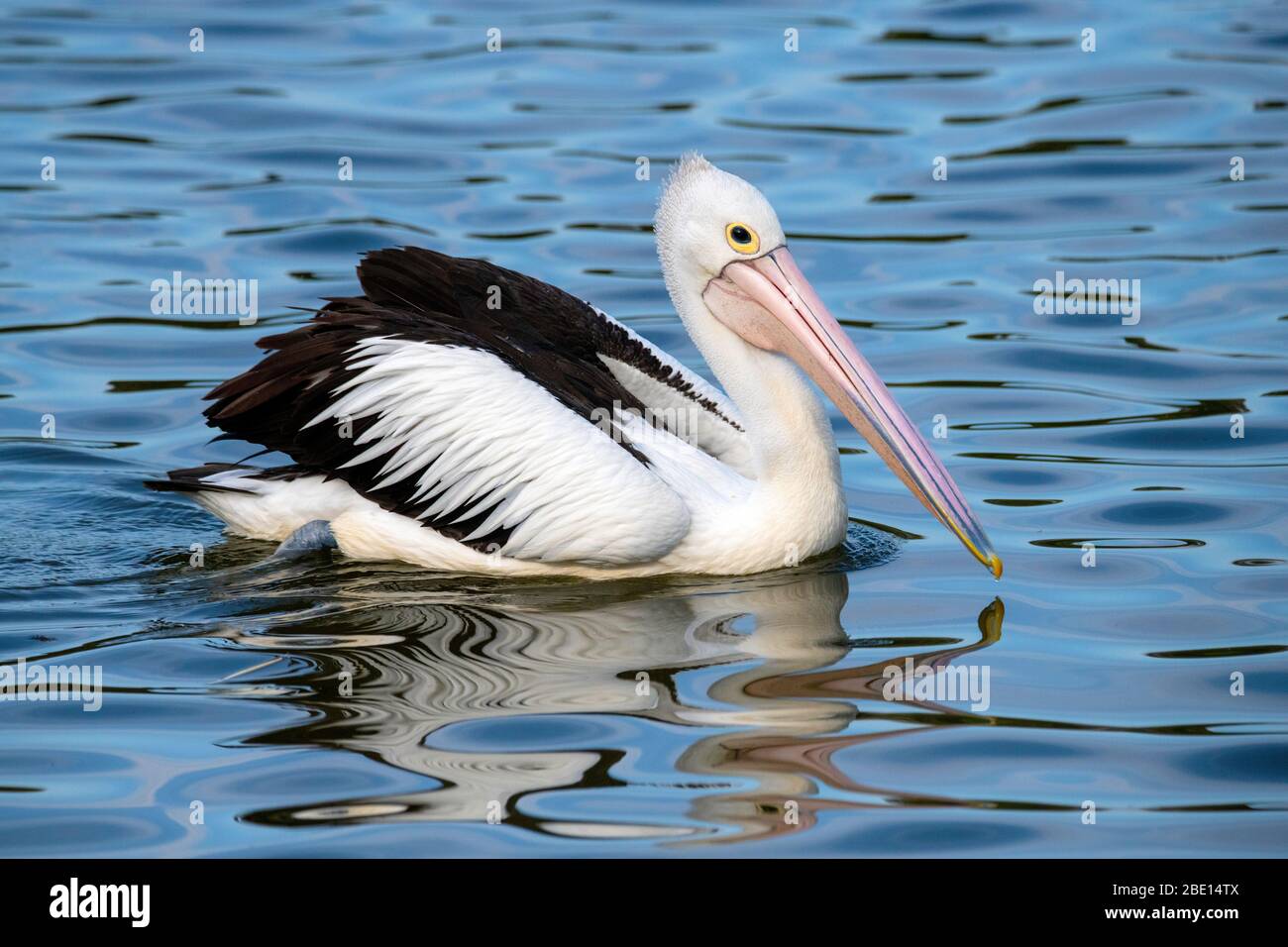 Australian Pelican Pelecanus conspicillatus Sydney, Australia 24 ...