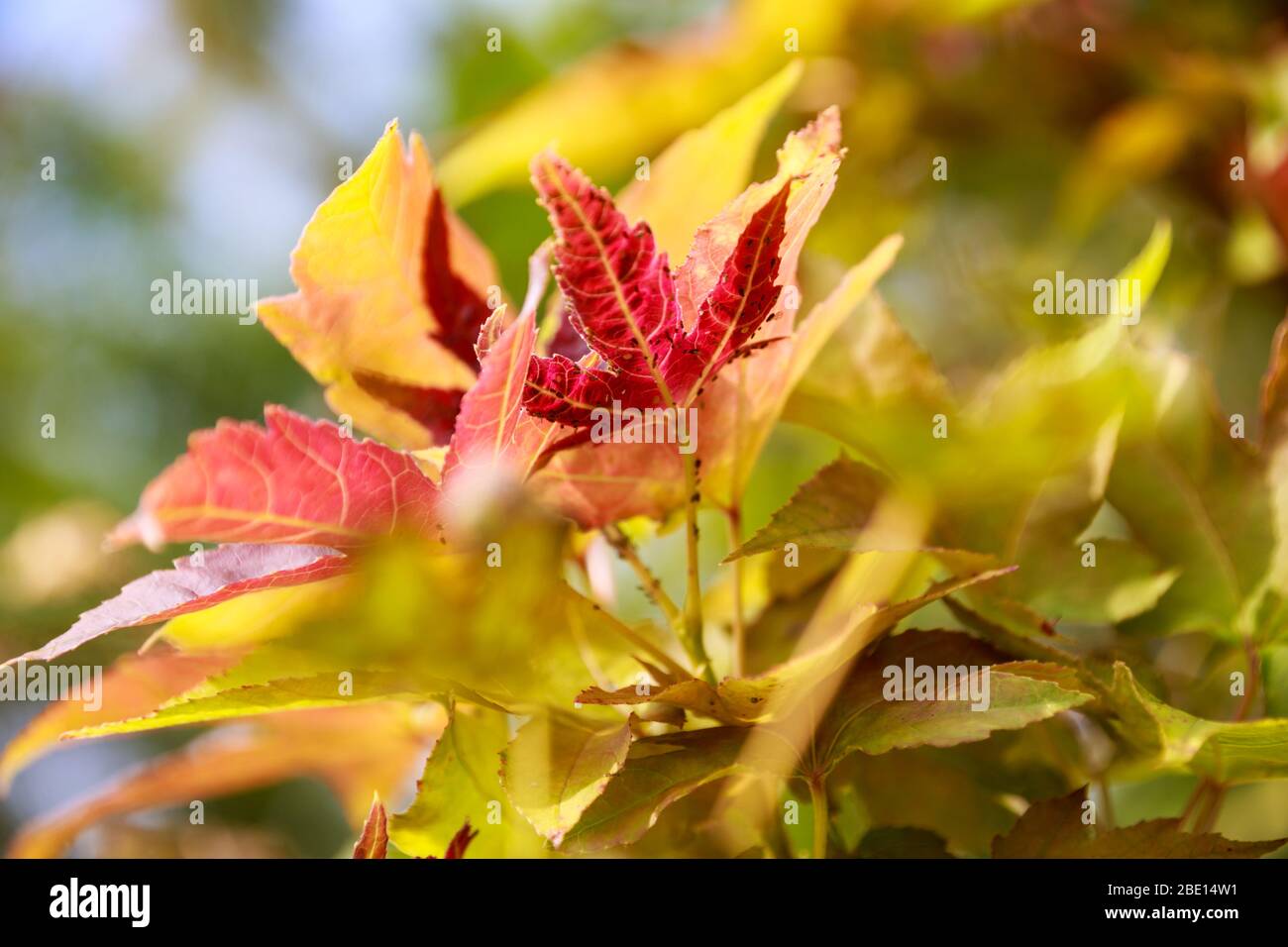 A leaf turning red Stock Photo - Alamy