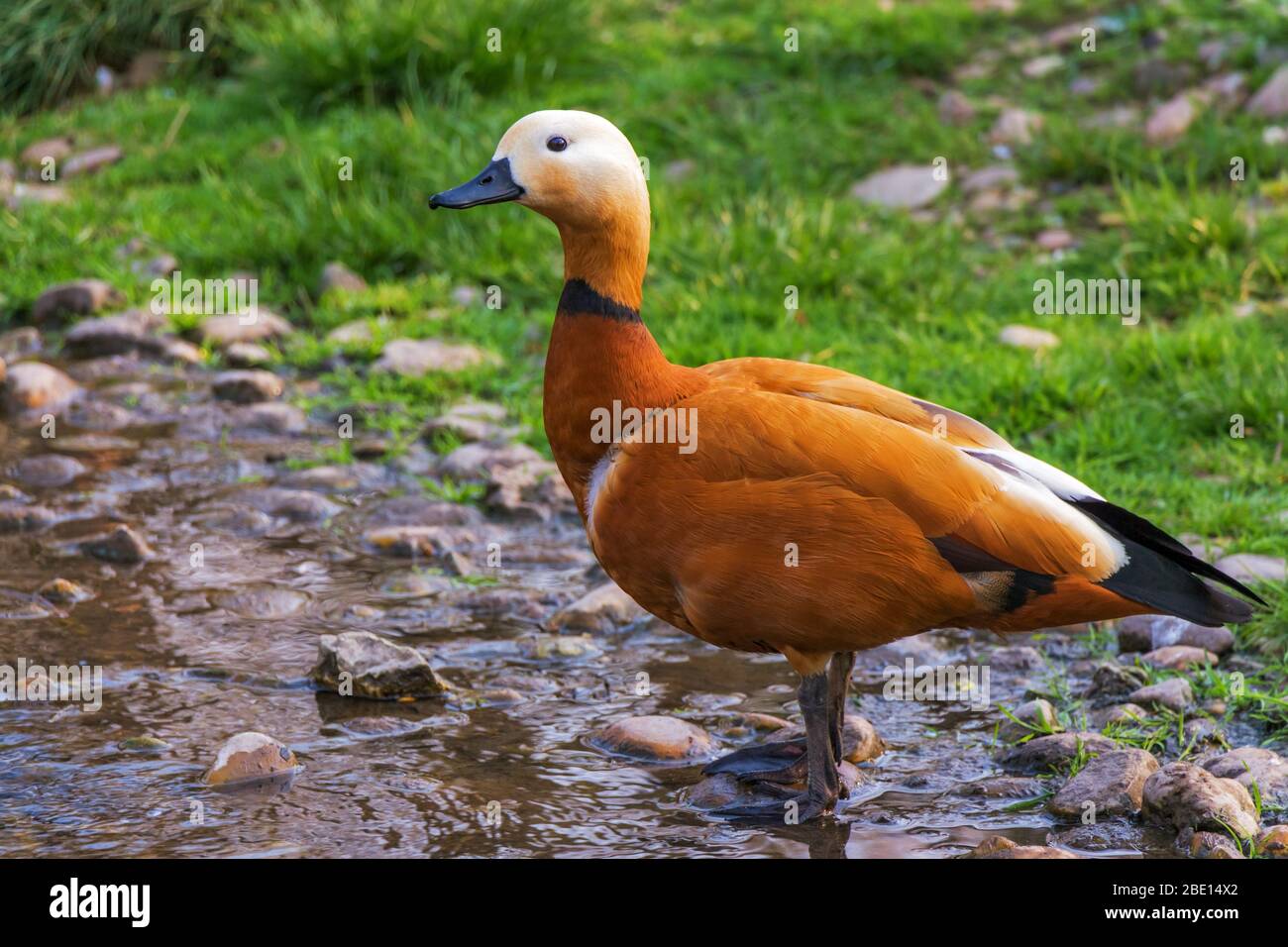 most beautiful bird goose feathered brown in his home land Stock Photo ...