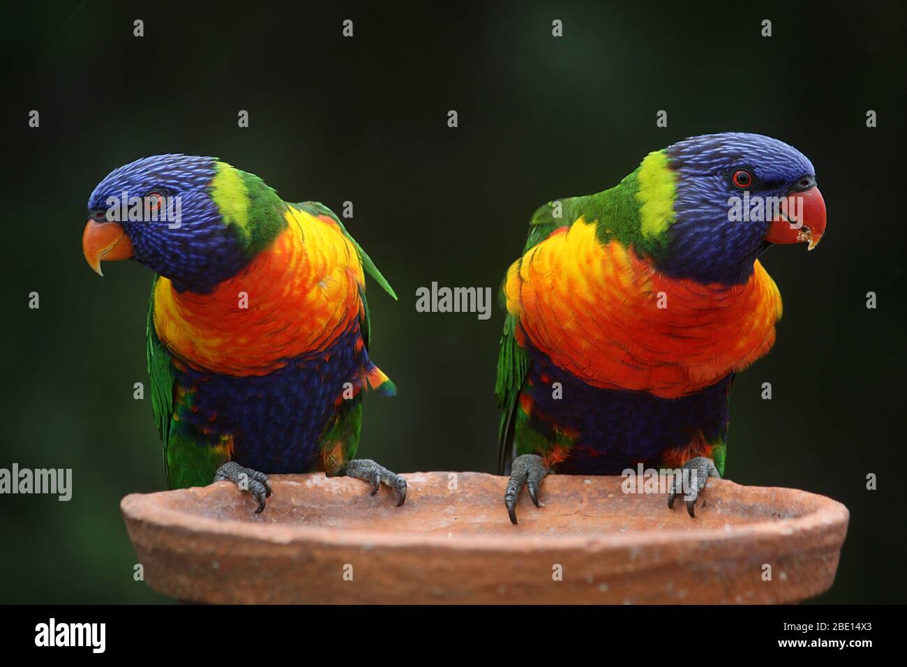 most beautiful Blue gree Parrot and Avian beaks bird sitting rest mode ...