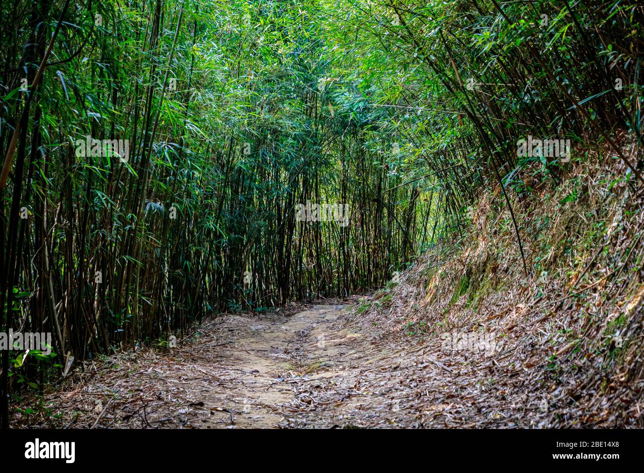 Bamboo grove trail hi-res stock photography and images - Alamy