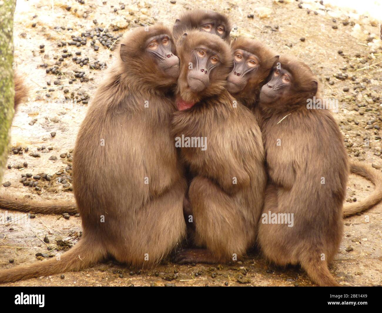 MOST BEAUTIFUL FIVE MONKEY HUDDLED TOGETHER AND MONKEYS LOVE Stock ...