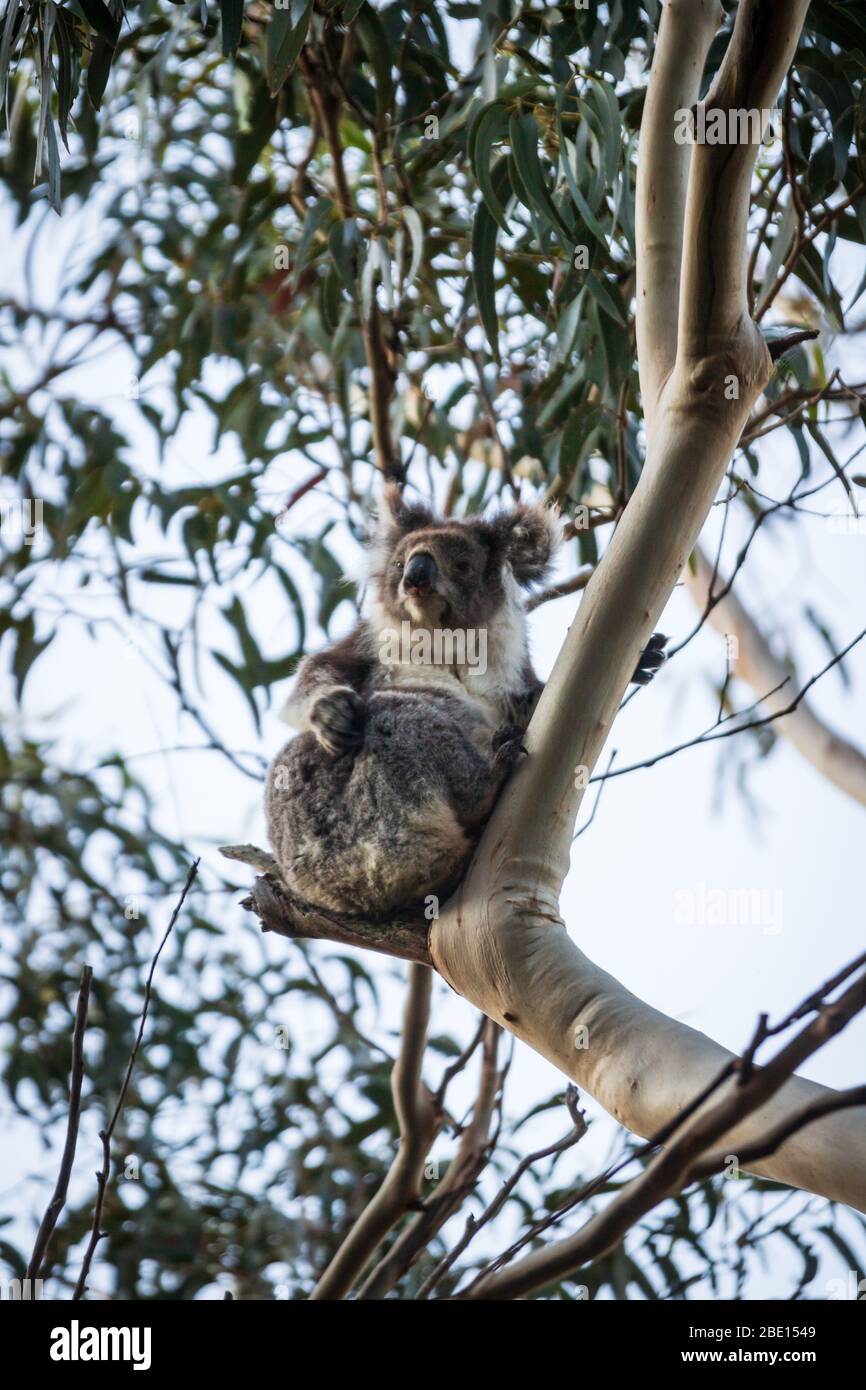 Koala just wake up on tree, Kennett River, Australia Stock Photo - Alamy