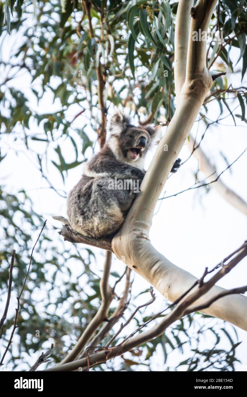 Koala just wake up on tree, Kennett River, Australia Stock Photo - Alamy